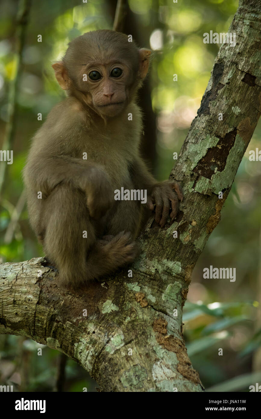 Macaque social behavior hi-res stock photography and images - Alamy