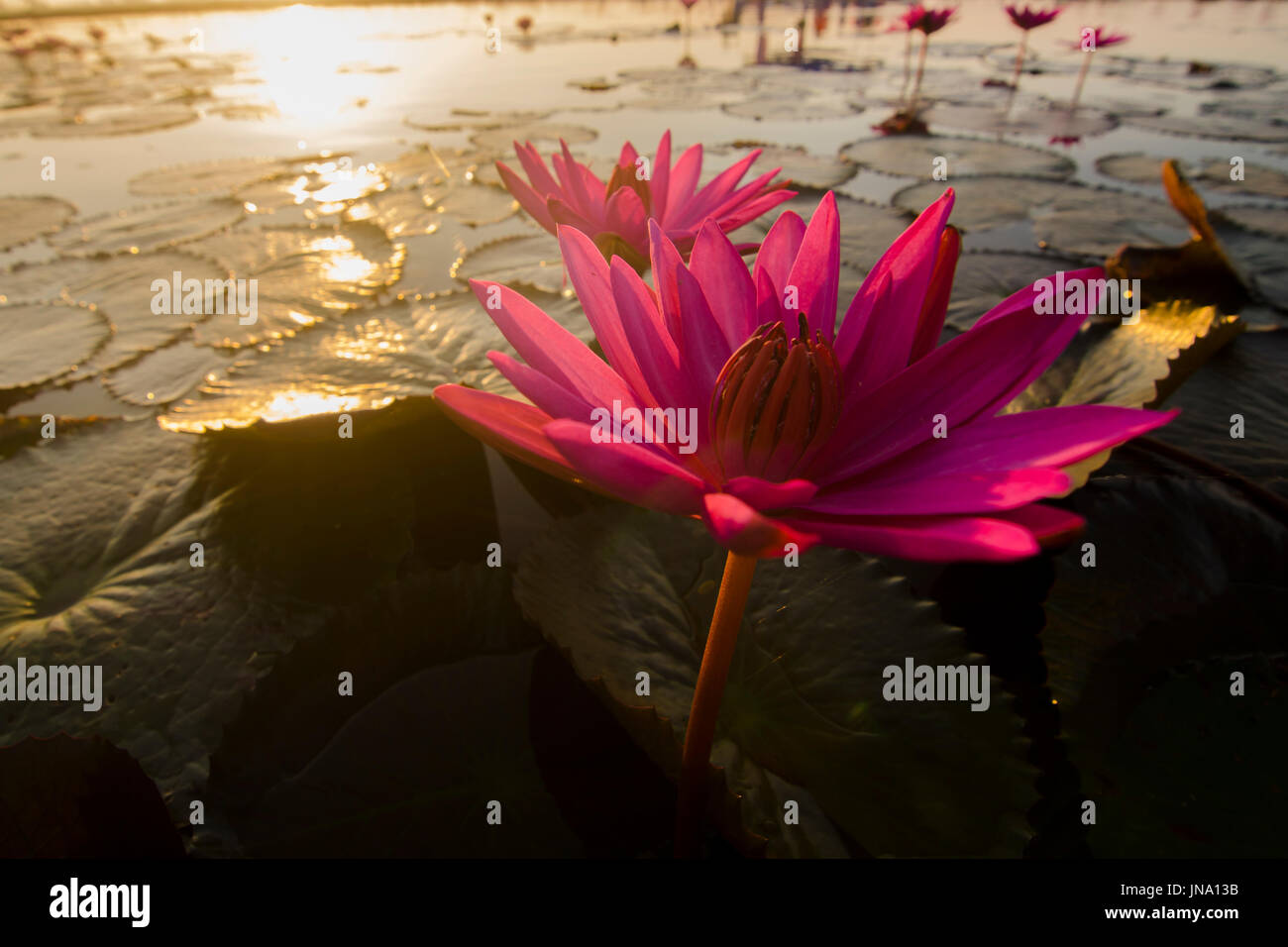 Red lotus lake hi-res stock photography and images - Alamy