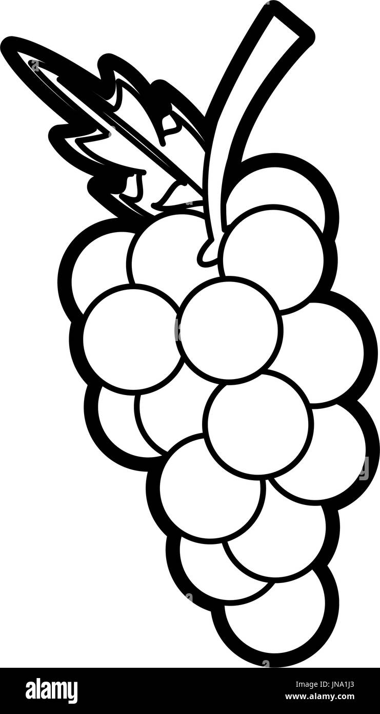 grapes vector illustration Stock Vector Image & Art - Alamy