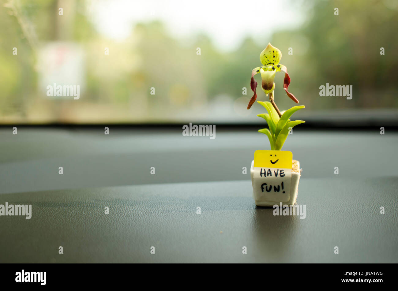 Fun flower hi-res stock photography and images - Alamy