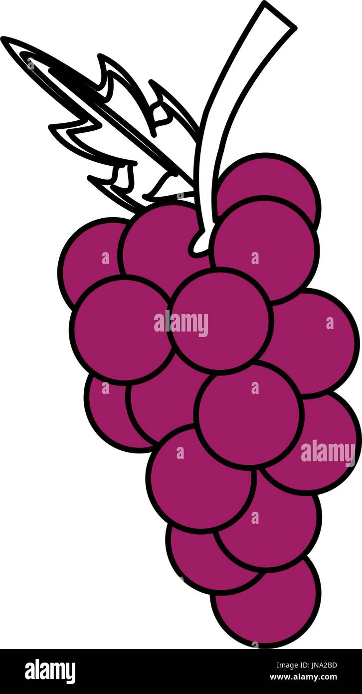 grapes vector illustration Stock Vector Image & Art - Alamy
