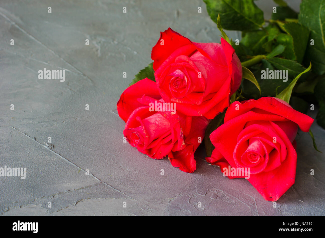 Festive cocept with red roses as a present for beloved peoples Stock ...