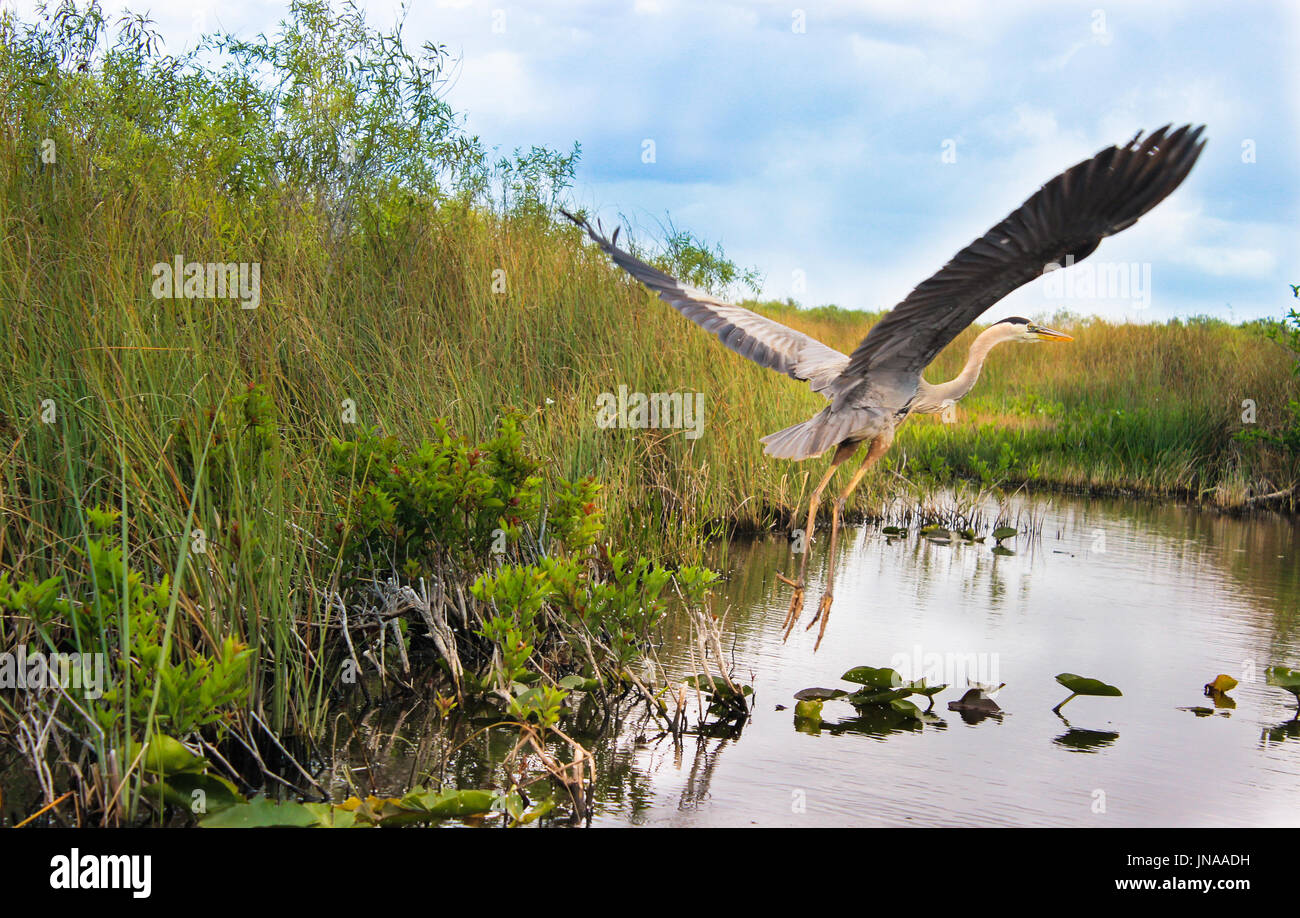 Viewing a Japanese Garden canopy Stock Photo - Alamy