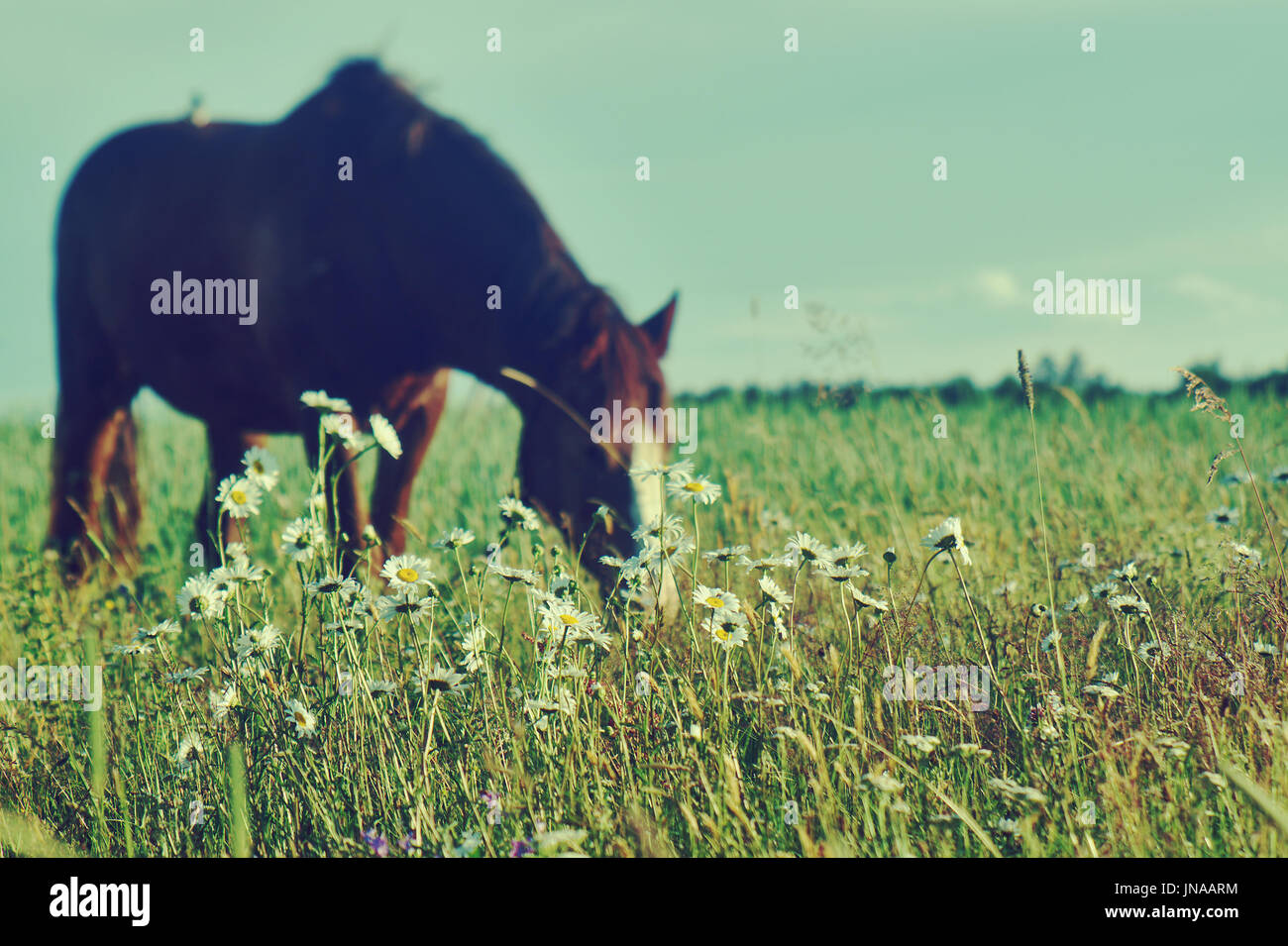 Belarusian countryside hi-res stock photography and images - Alamy