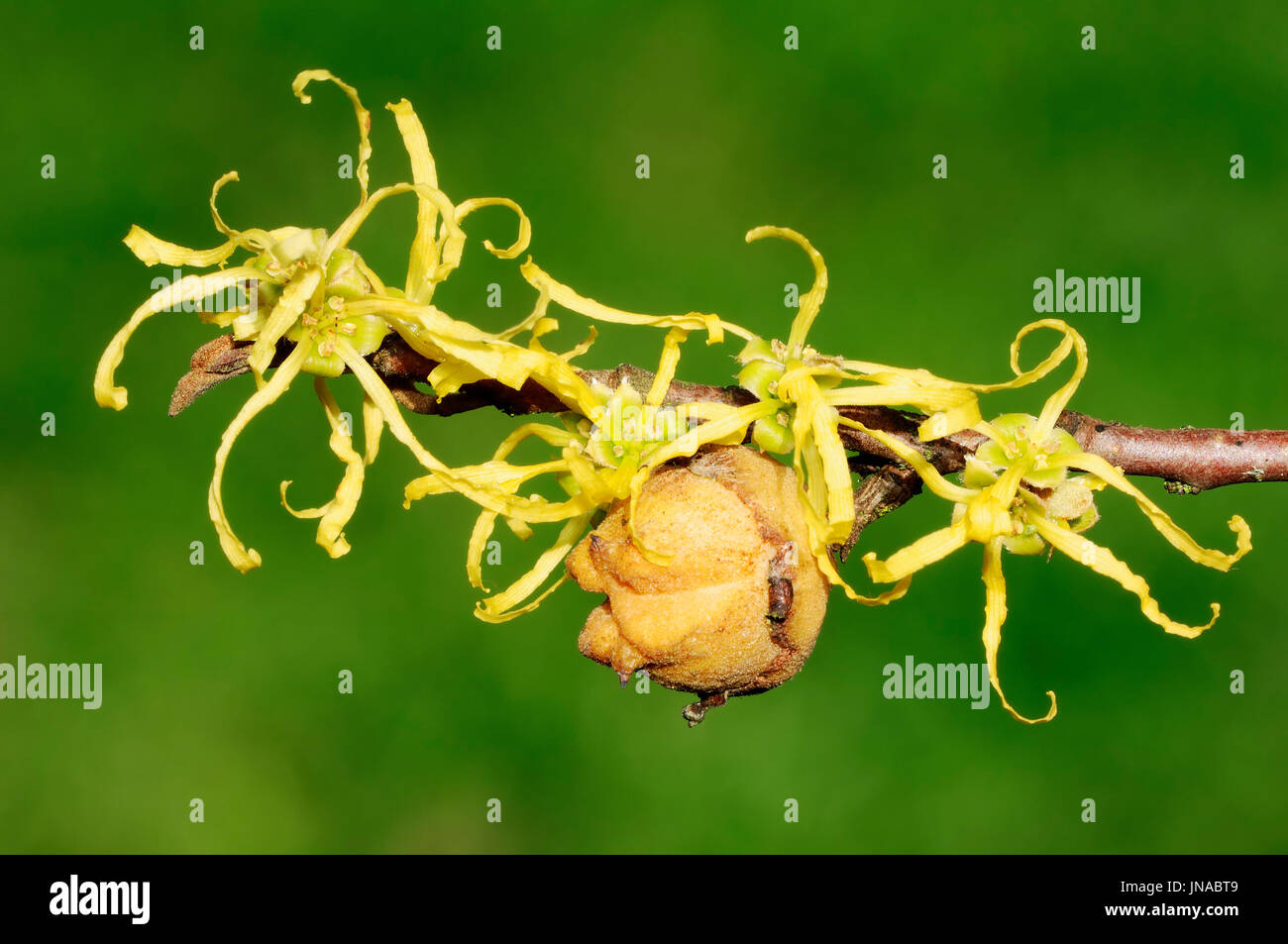 Blossoms and fruit hamamelis virginiana american witch hazel hi-res ...