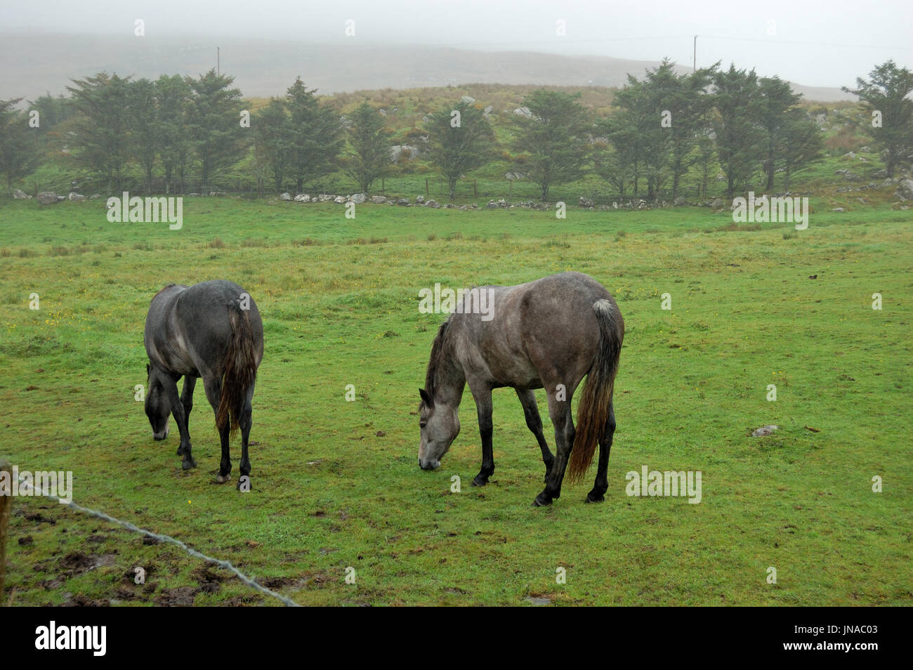 Connemara horse foal hi-res stock photography and images - Alamy