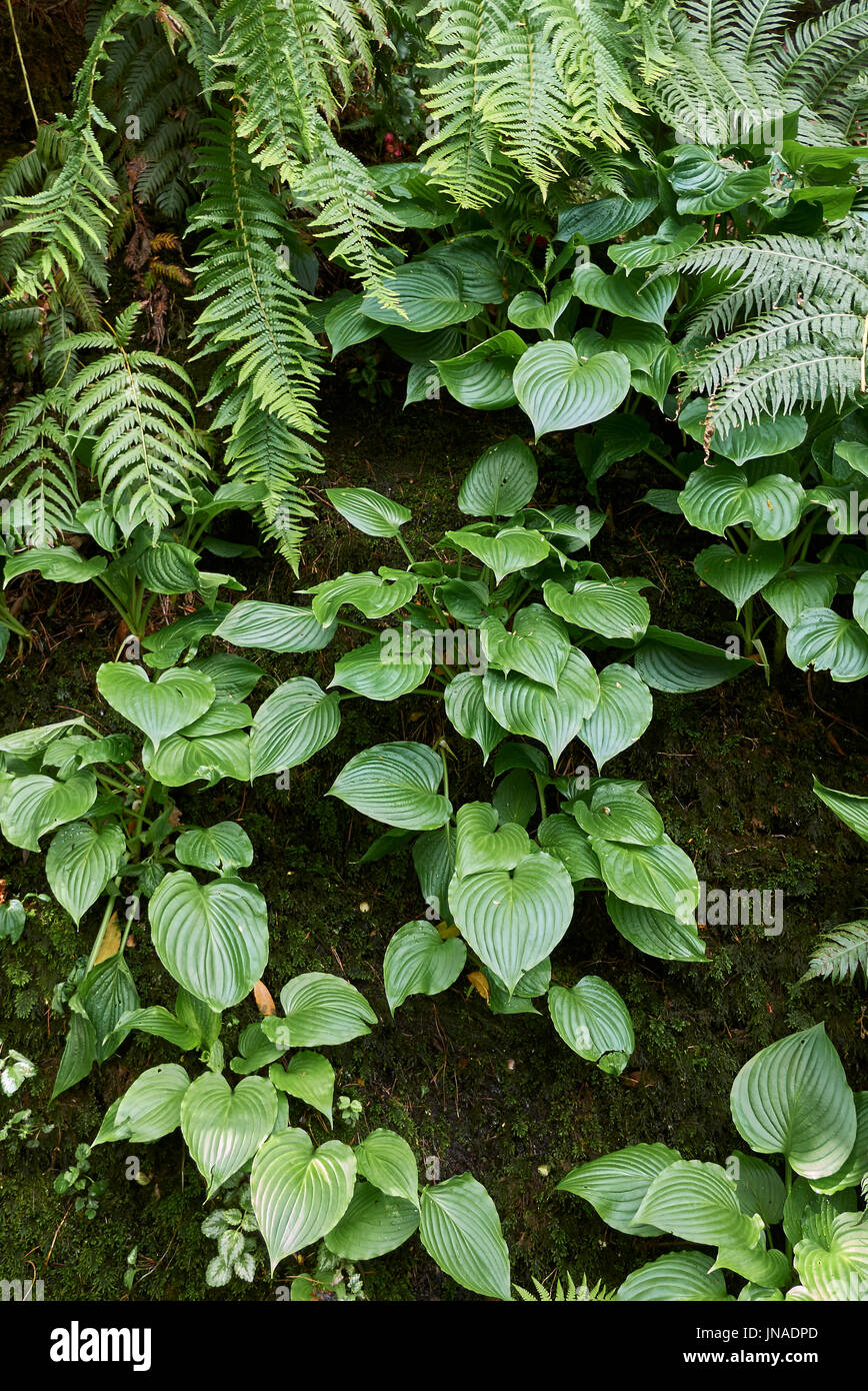 Hostas and ferns hi-res stock photography and images - Alamy