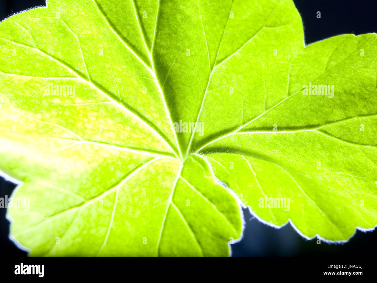 Macro. A sheet of geranium with veins close-up Stock Photo - Alamy