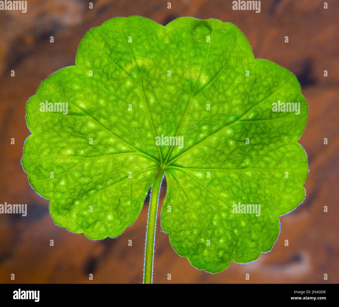 Macro. A sheet of geranium with veins close-up Stock Photo - Alamy