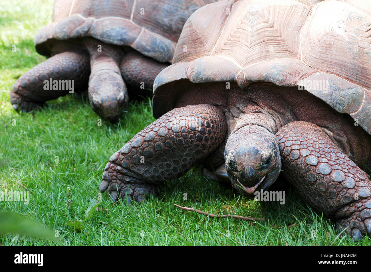 Tortoises on grass hi-res stock photography and images - Alamy