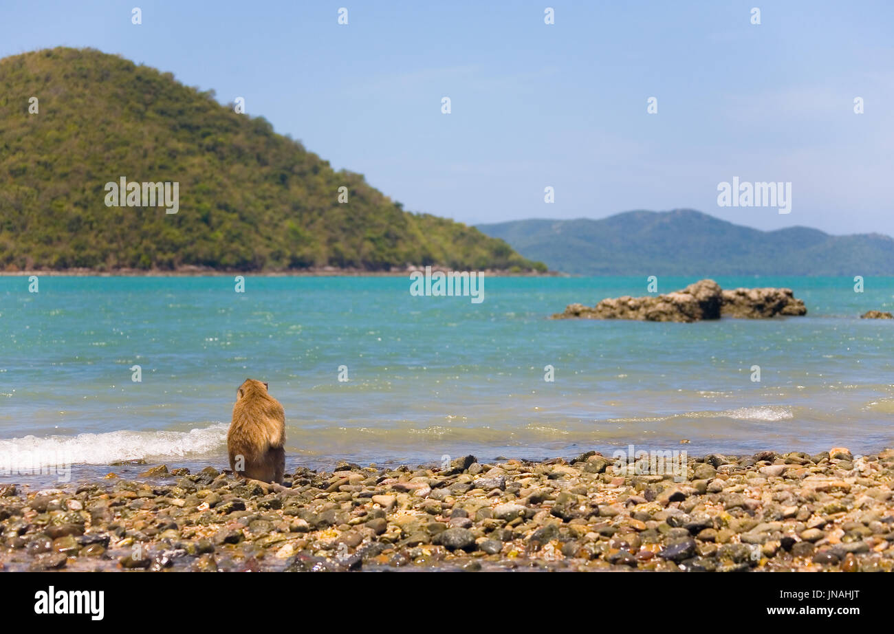 A lonely monkey sits on the shore of the ocean. Thailand Stock Photo ...