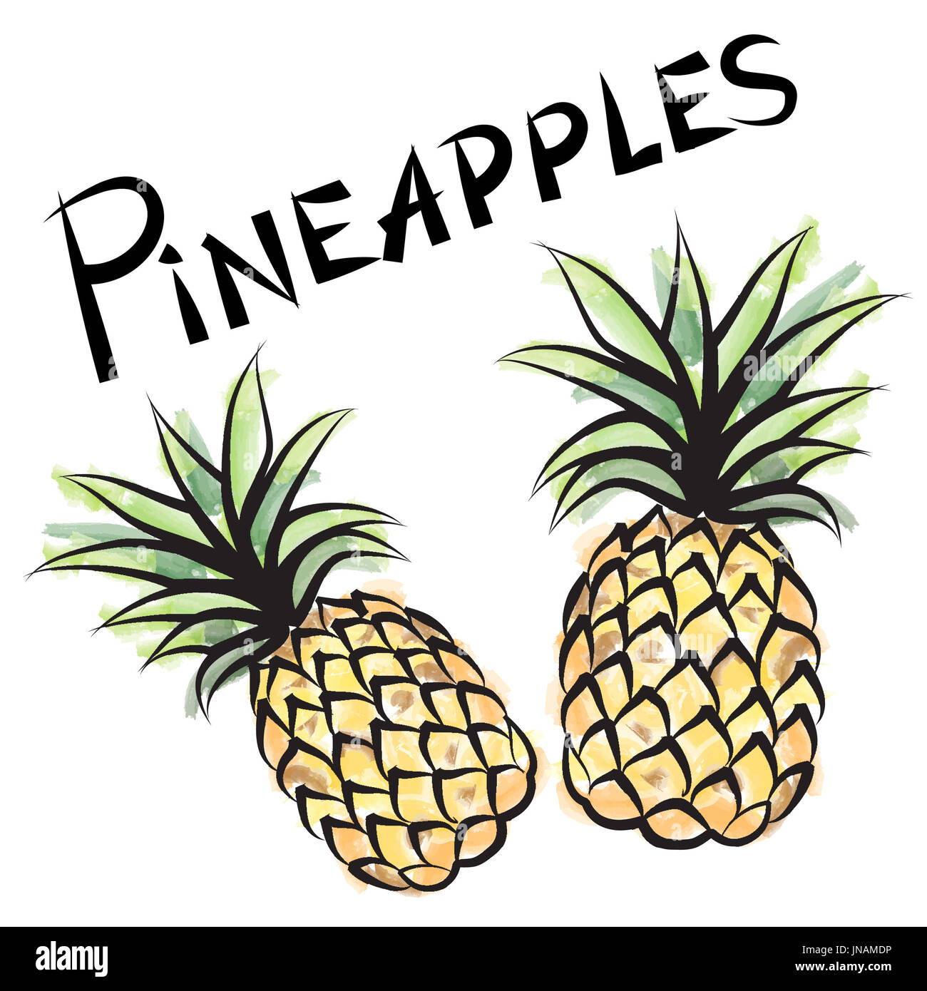 Pineapple isolated. Fruit label set. Hand drawn watercolor vector ...