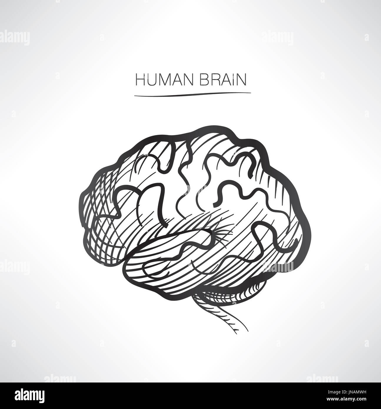 Human brain isolated. Internal organ icons sketch Stock Photo - Alamy