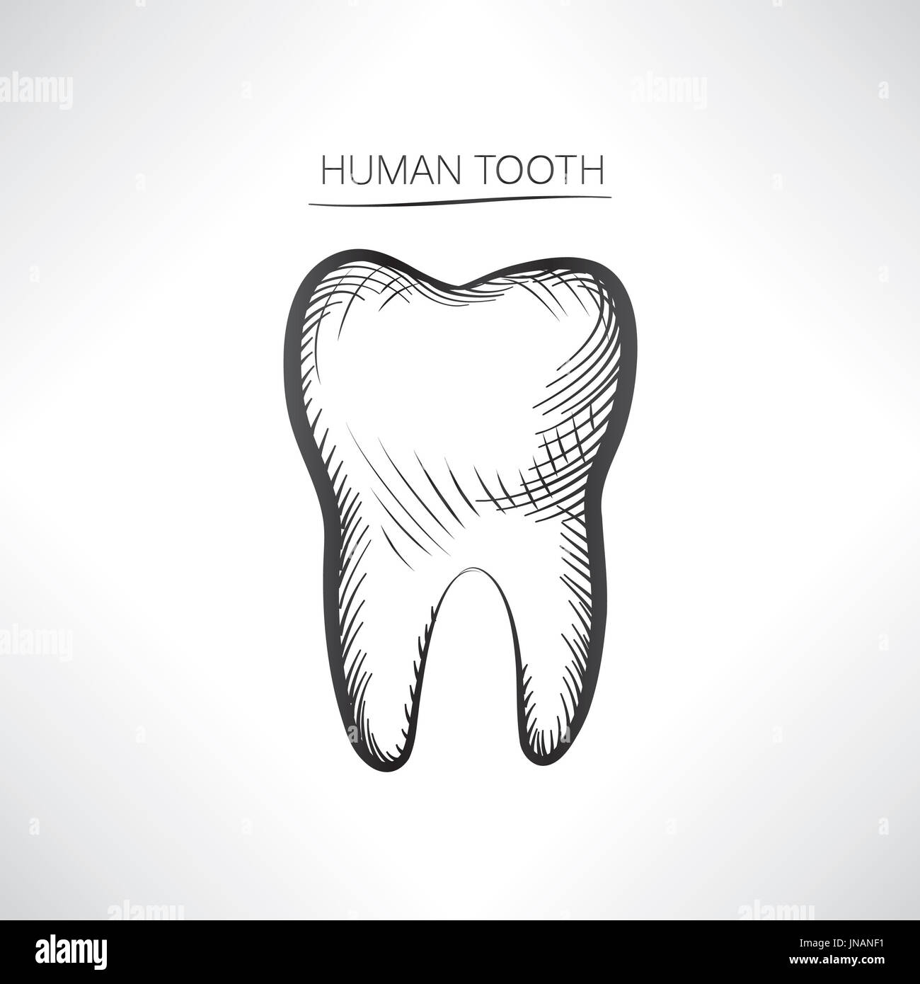 Tooth isolated. Tooth hand drawn sketch icon. Tooth symbol Stock Photo ...