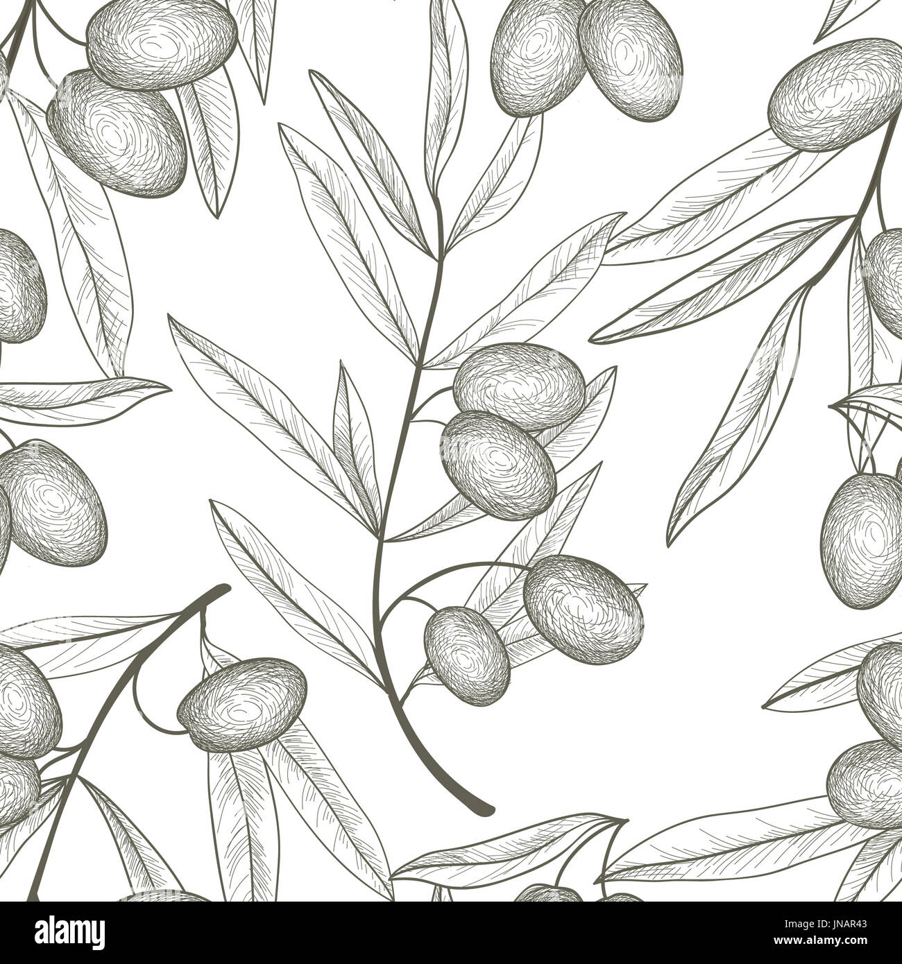 Olive tree branch with olives isolated sketch over white background ...