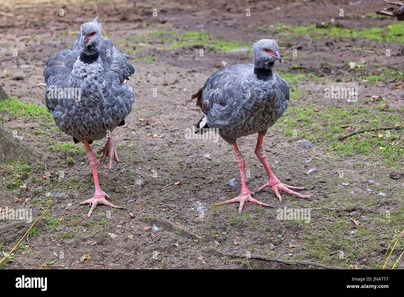 Southern Screamer in the wild Stock Photo - Alamy