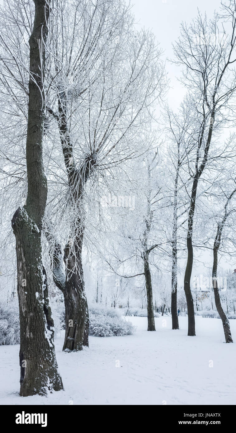 Trees covered with snow and ice in winter park. Vertical background ...