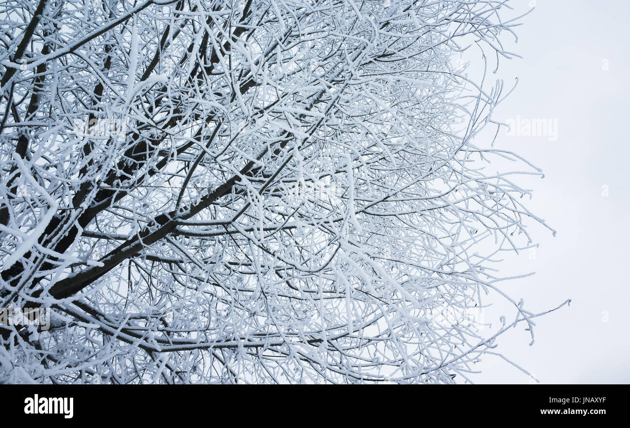 Tree branches with show and frost, winter nature, background photo ...