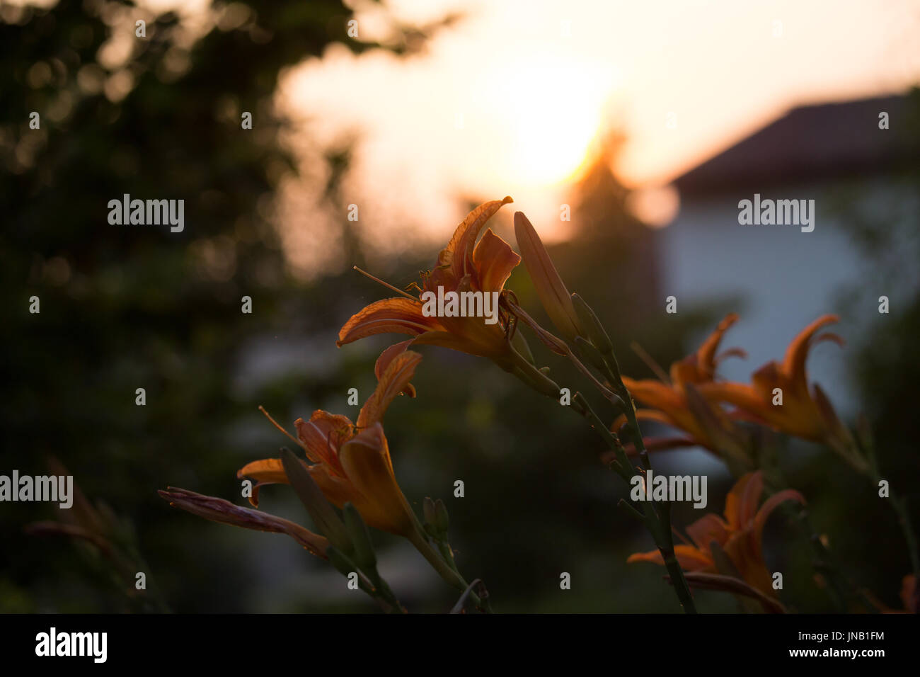 Royal sunset lily hi-res stock photography and images - Alamy
