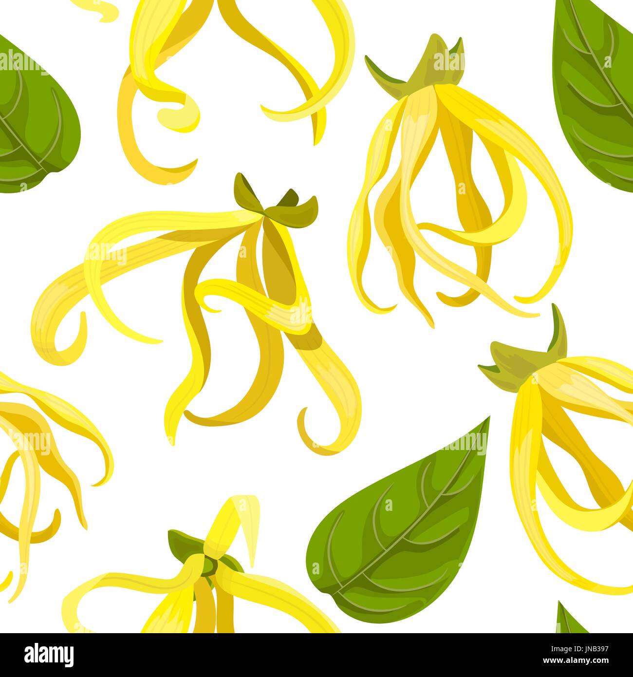 Cananga odorata vector vectors hi-res stock photography and images - Alamy