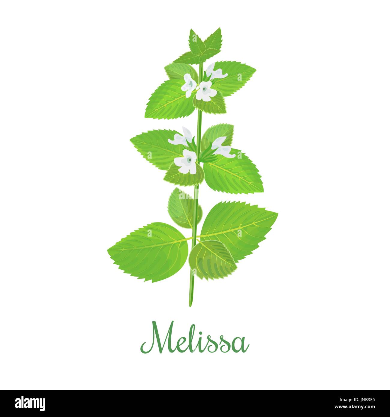 Melissa vector vectors hi-res stock photography and images - Alamy