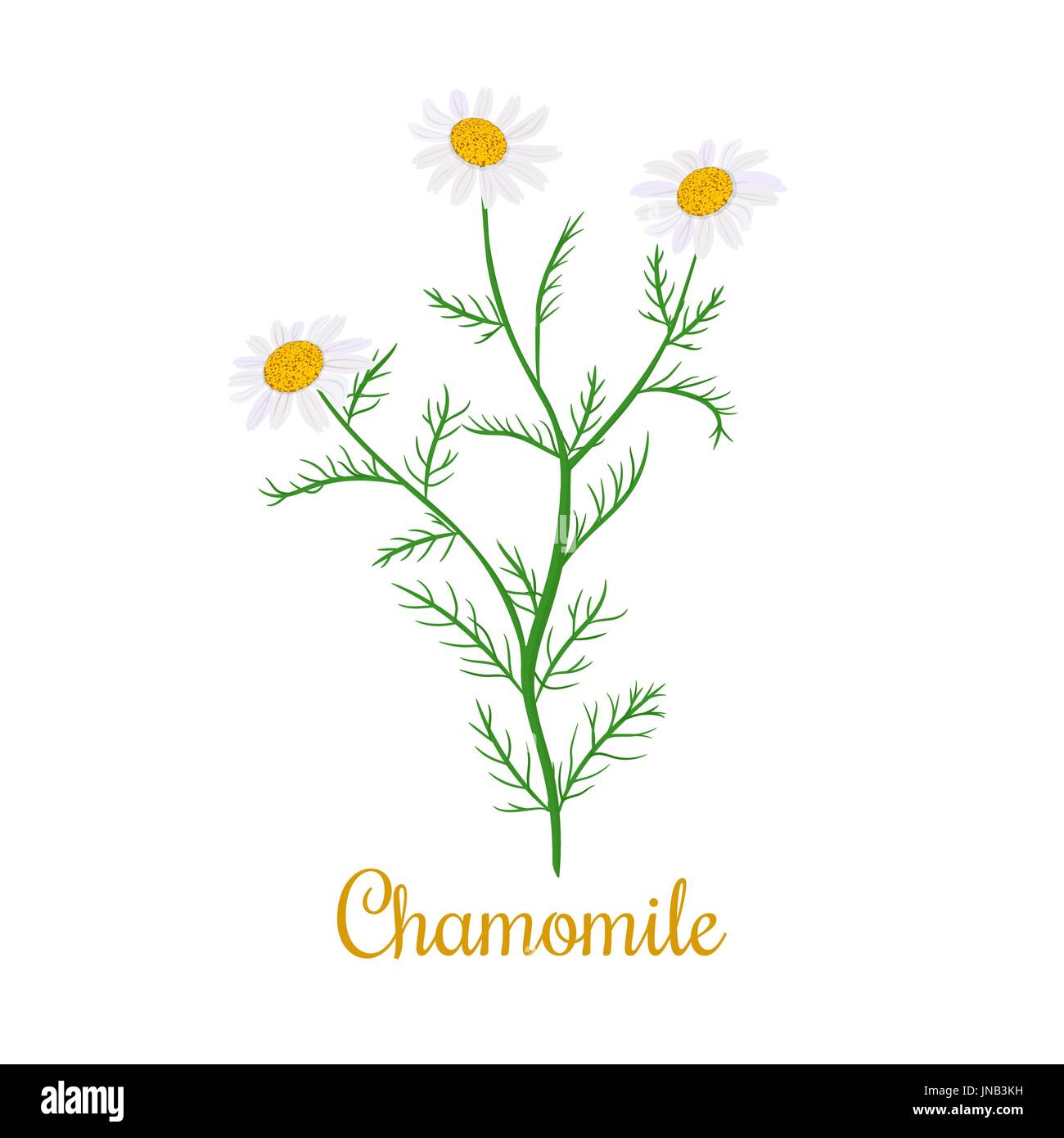 Herbal tea daisy Stock Vector Images - Alamy