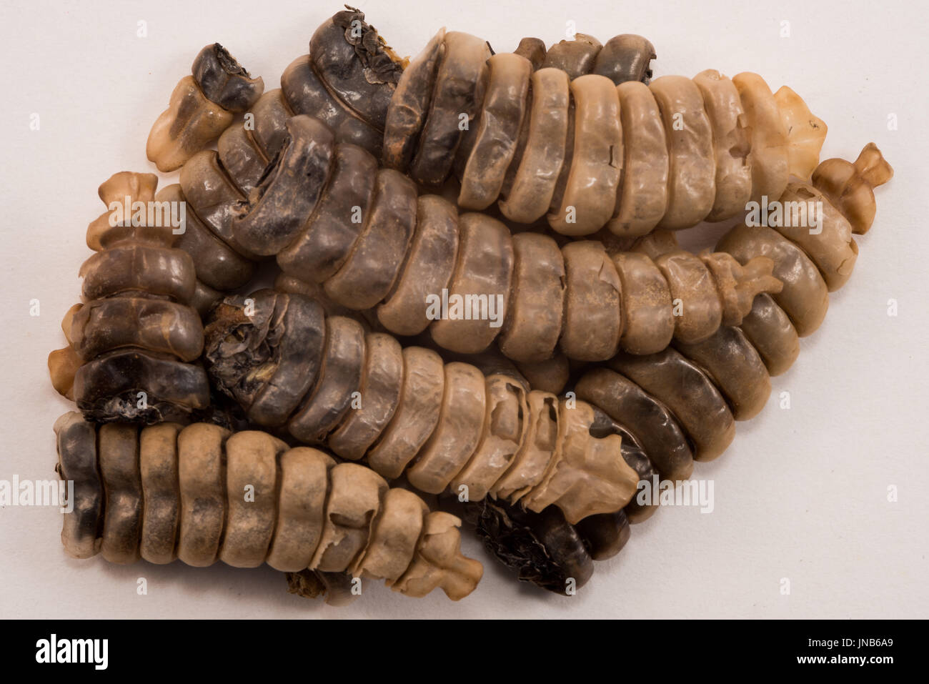 Rattlesnake rattle hi-res stock photography and images - Alamy