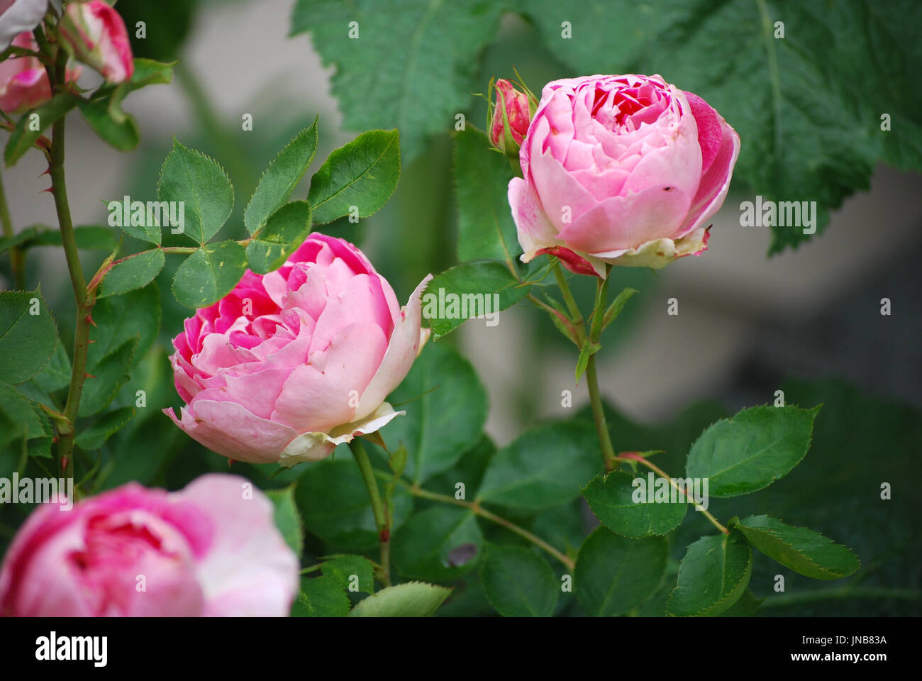 Cottage stock photography hi-res stock photography and images - Alamy