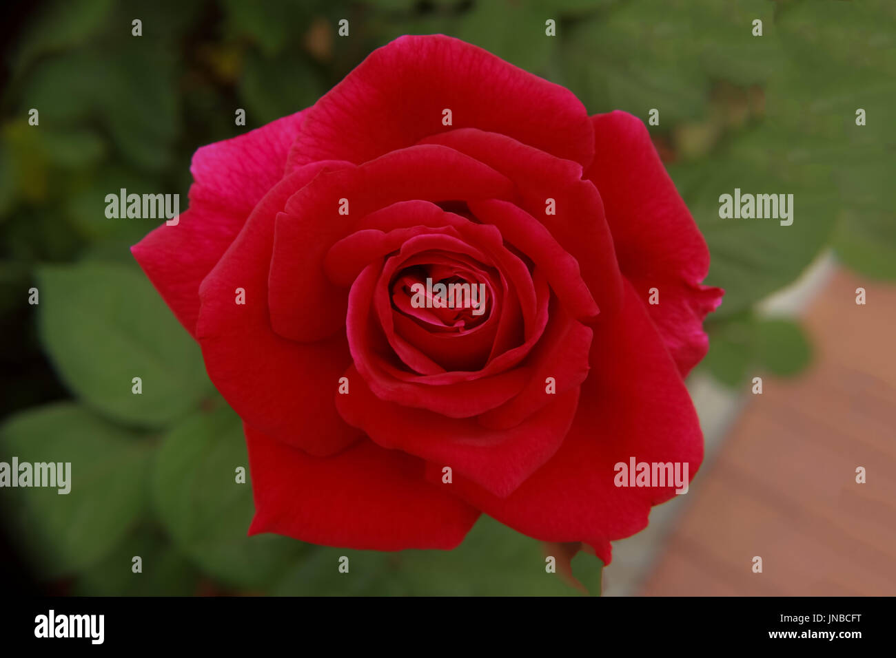 Single White Rose Stock Photo - Alamy