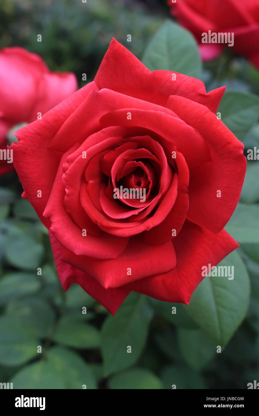 Single Red Rose Stock Photo - Alamy
