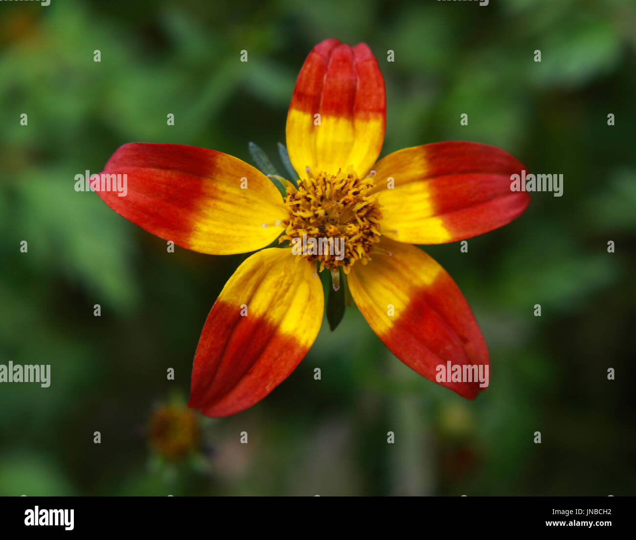 Hawaiian Flare Flower Stock Photo - Alamy