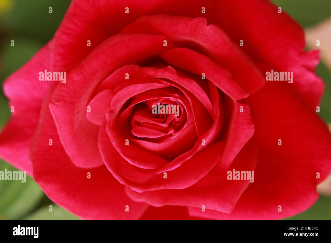 Big red rose hi-res stock photography and images - Alamy