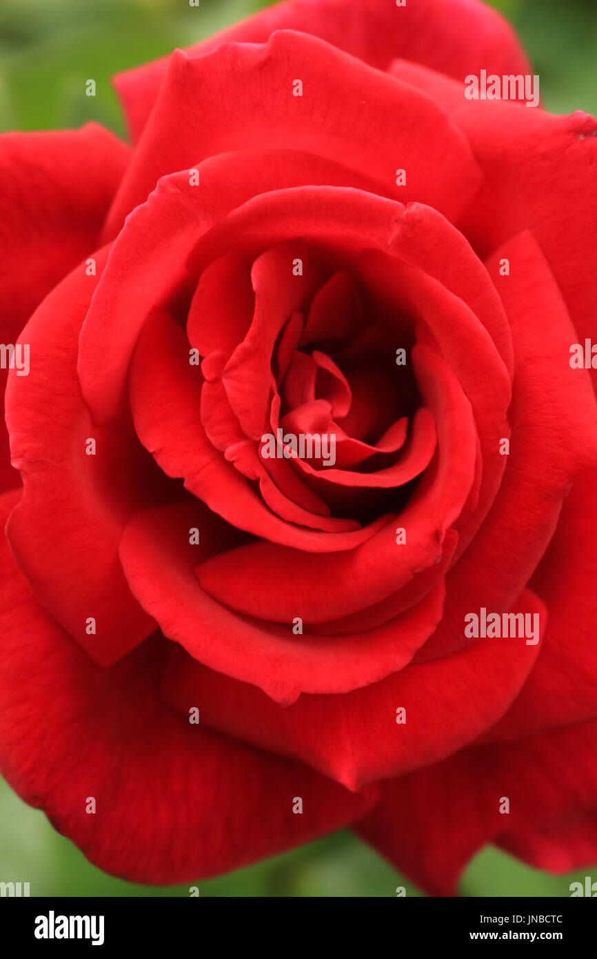 Big red rose hi-res stock photography and images - Alamy