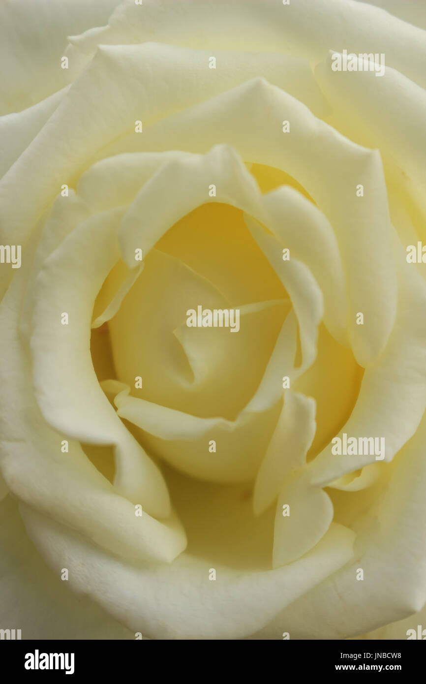 One rose for birthday hi-res stock photography and images - Alamy