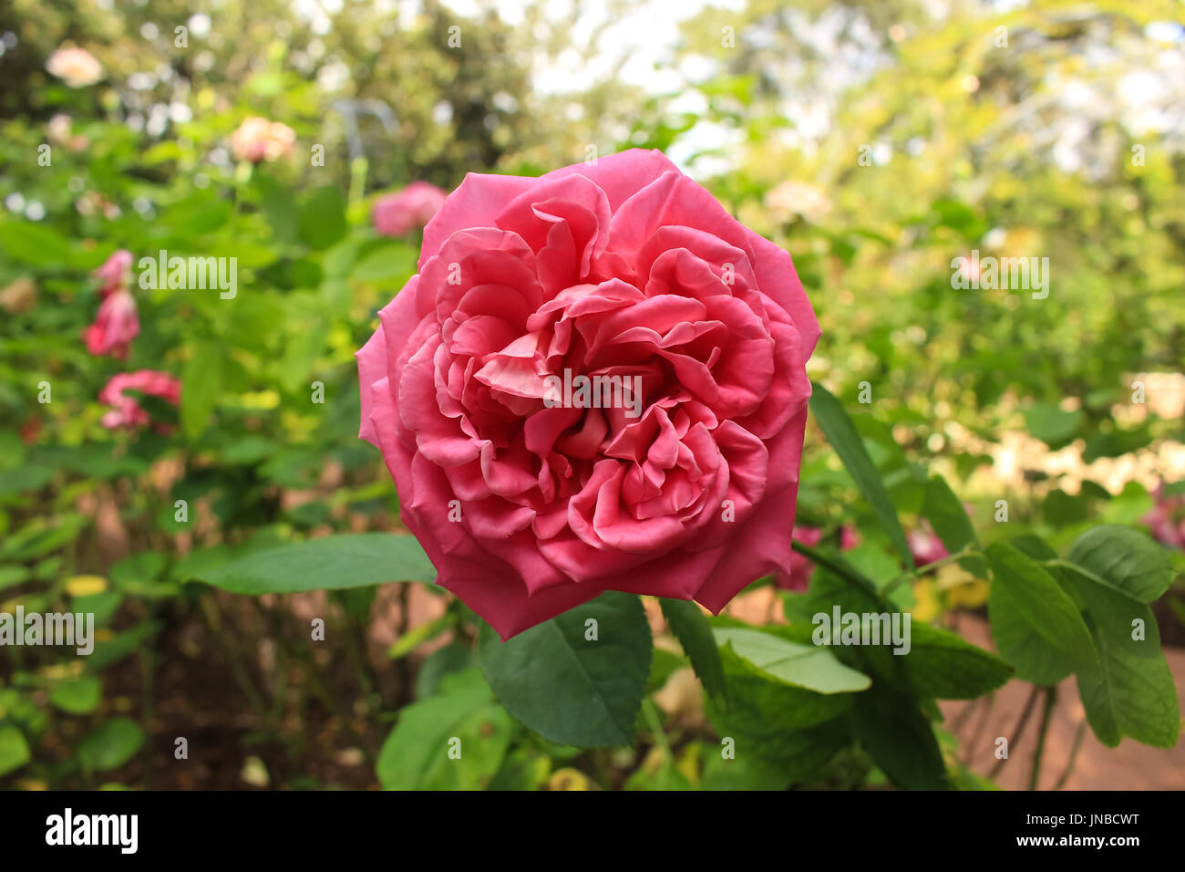 Aerial view rose garden in hi-res stock photography and images - Alamy