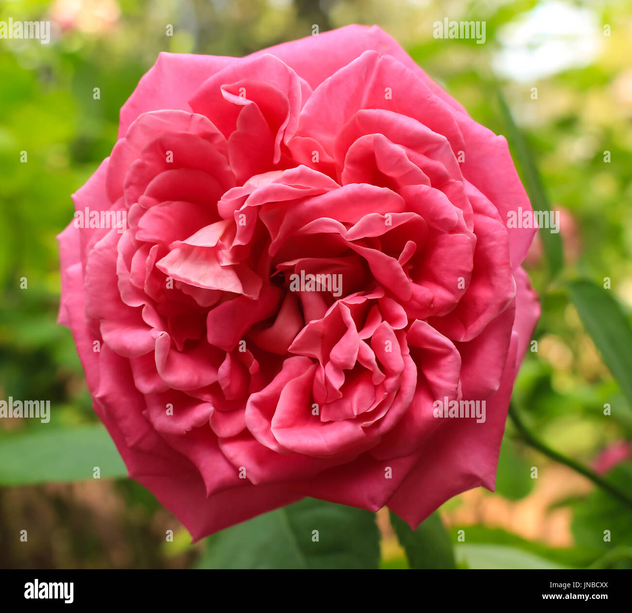 Double bloom hi-res stock photography and images - Alamy