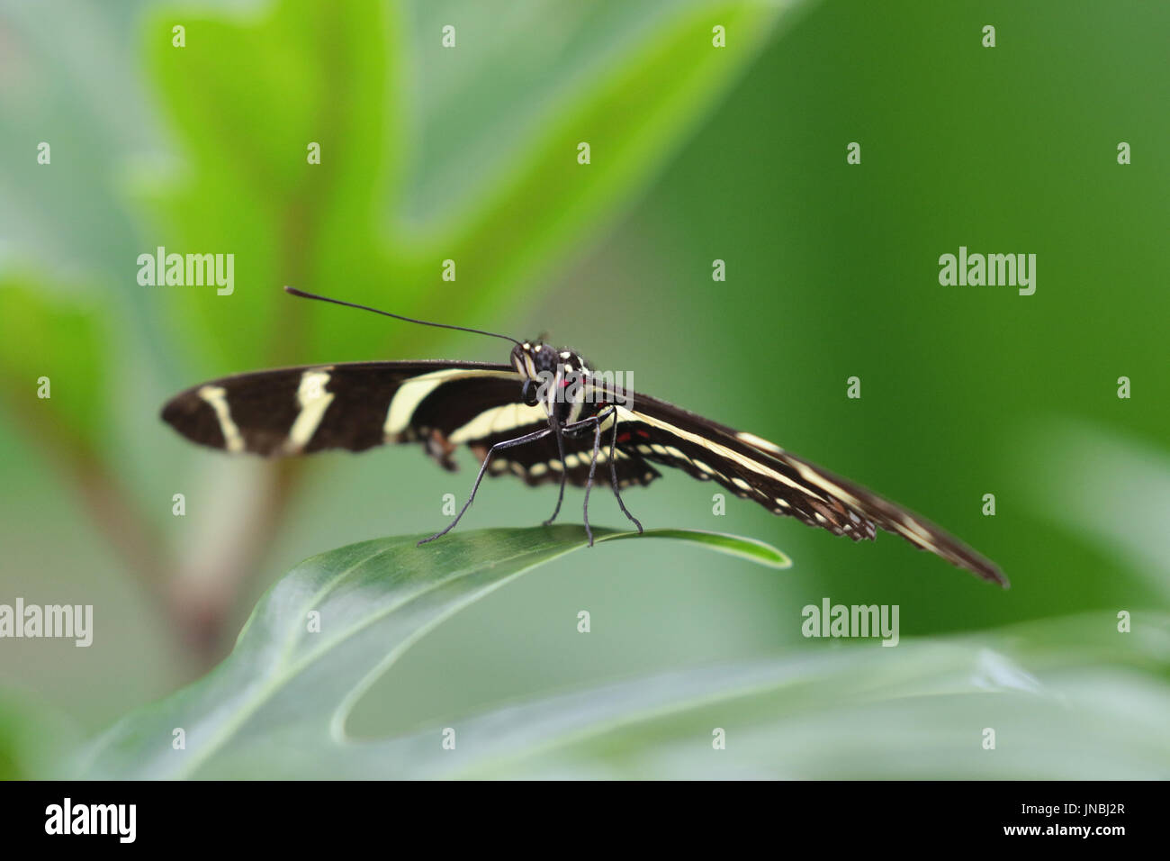 Zebra longwing butterfly head on Stock Photo - Alamy