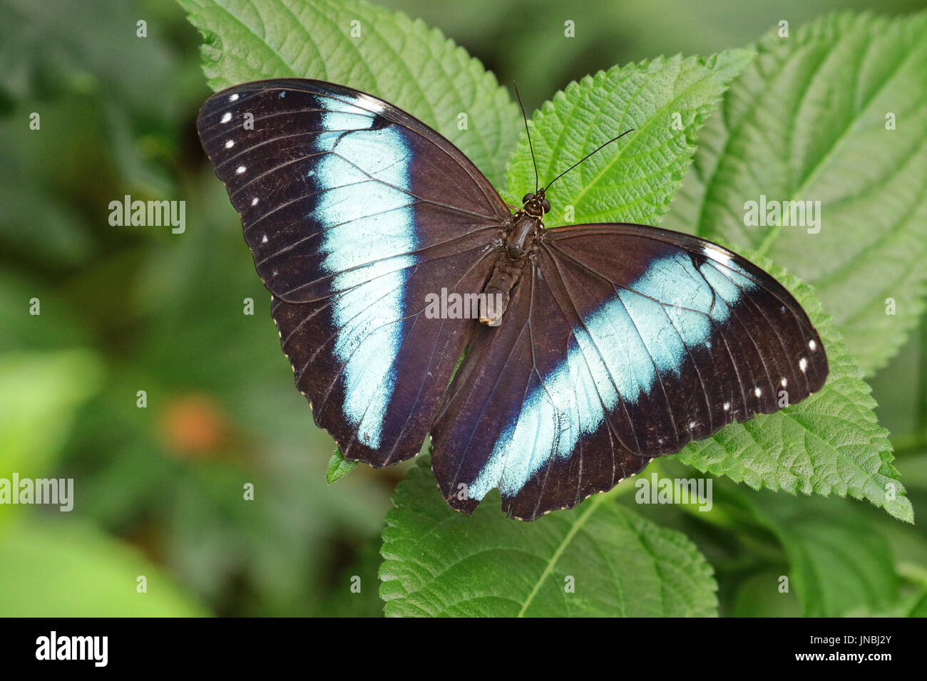 Blue morpho butterfly Stock Photo - Alamy