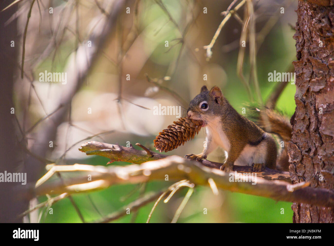 American red squirrel in a tree, Tamiasciurus hudsonicus, Homer, Alaska ...