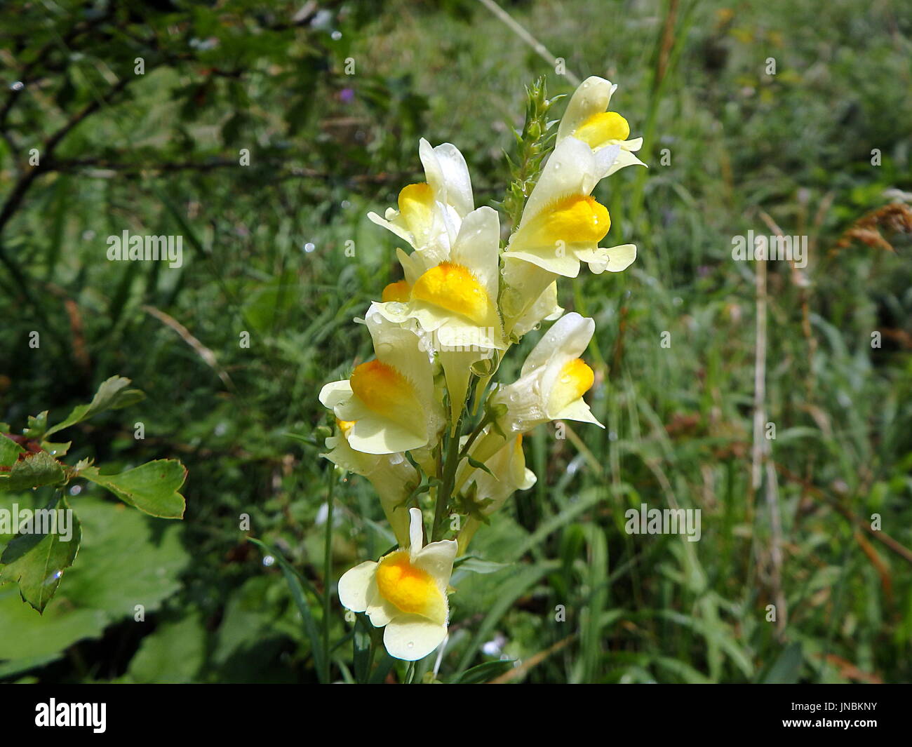 common toadflax - flower, (Linaria vulgaris), Yellow flower Stock Photo ...