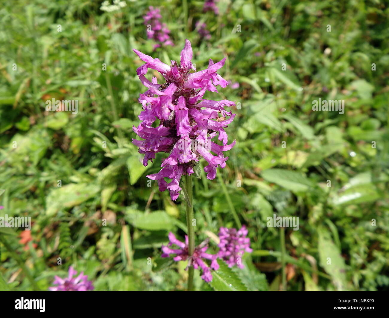 Purple flower on a meadow, (Stachys officinalis Stock Photo - Alamy