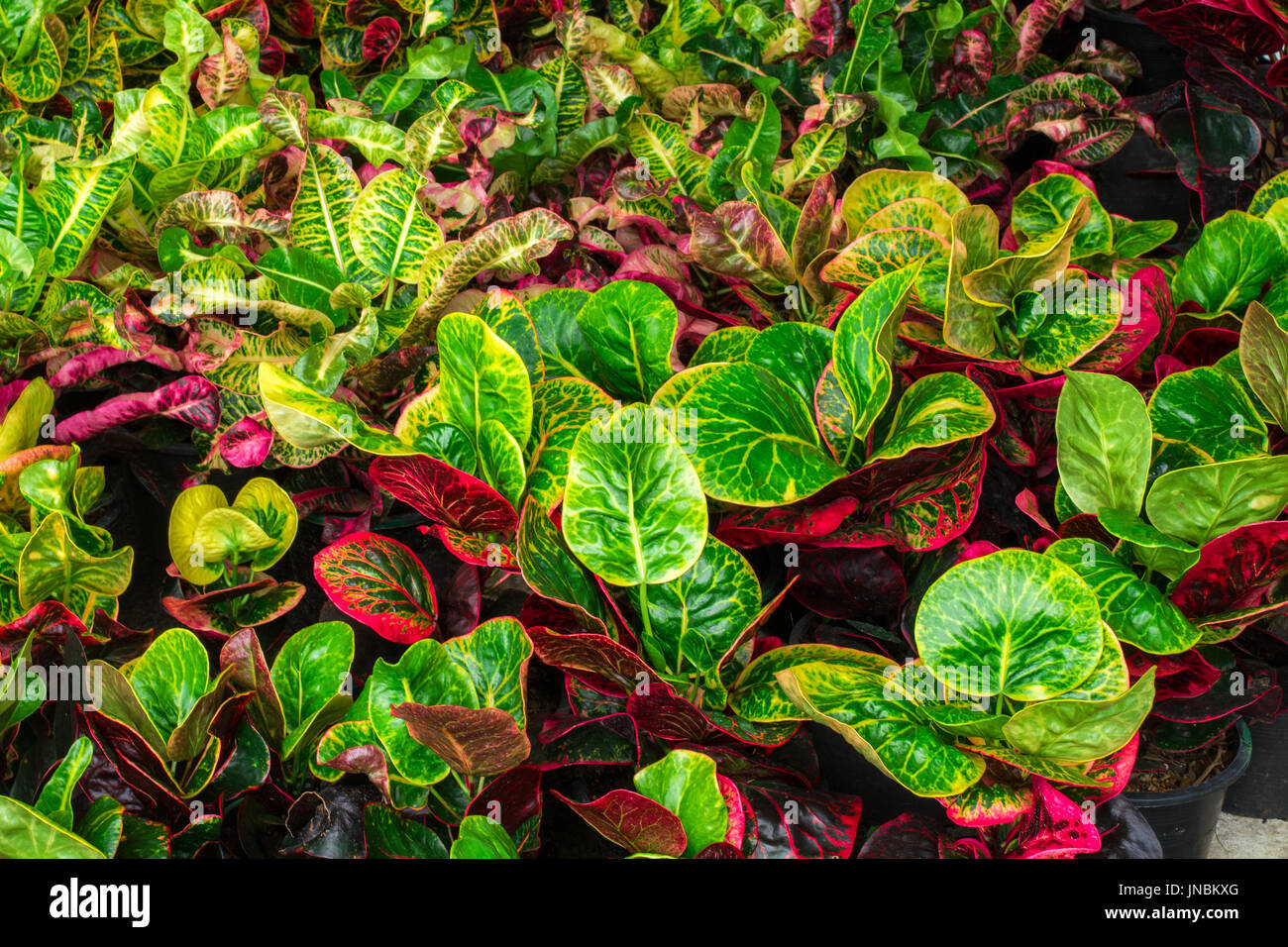 Beautiful colorful leaves hi-res stock photography and images - Alamy