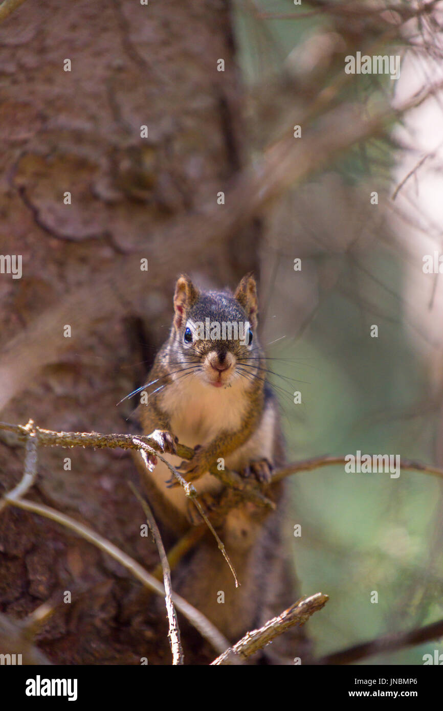 American red squirrel in a tree, Tamiasciurus hudsonicus, Homer, Alaska ...