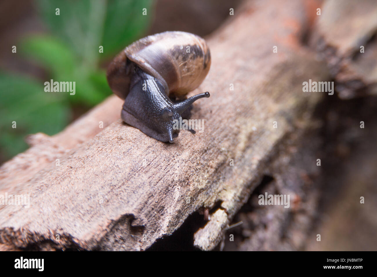 Snail moving slowly hi-res stock photography and images - Alamy