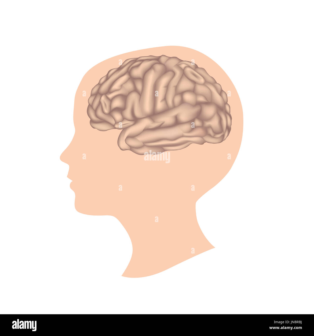 Baby brain hi-res stock photography and images - Alamy