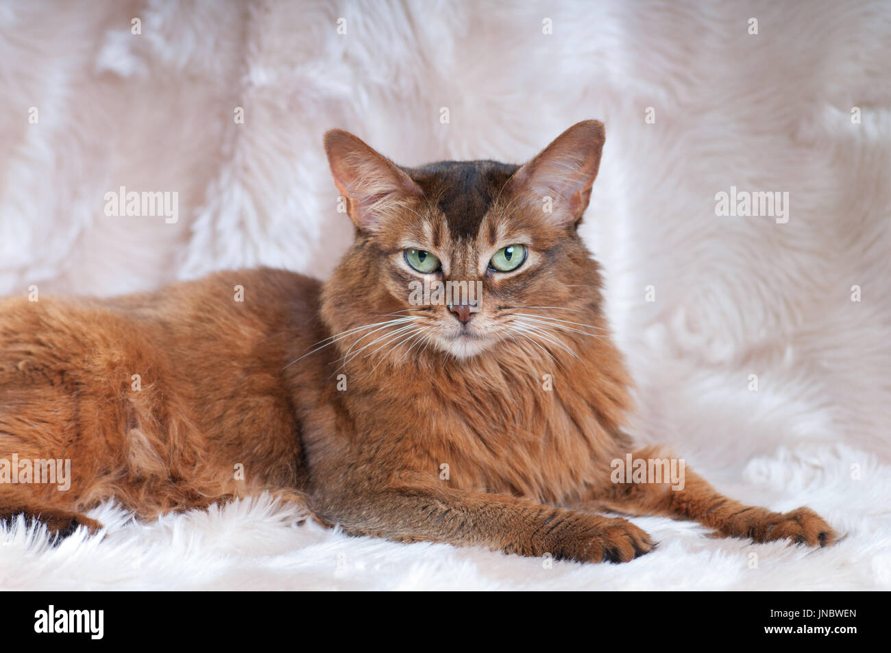 Somali domestic cat hi-res stock photography and images - Alamy