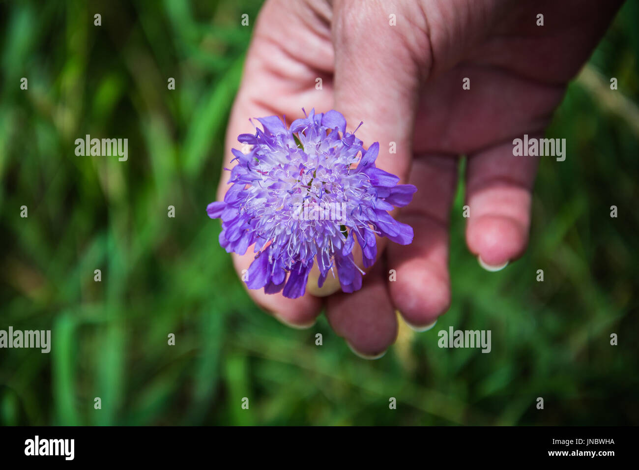 A wild Devil's-bit Scabious (Succisa pratensis) at the opened ...