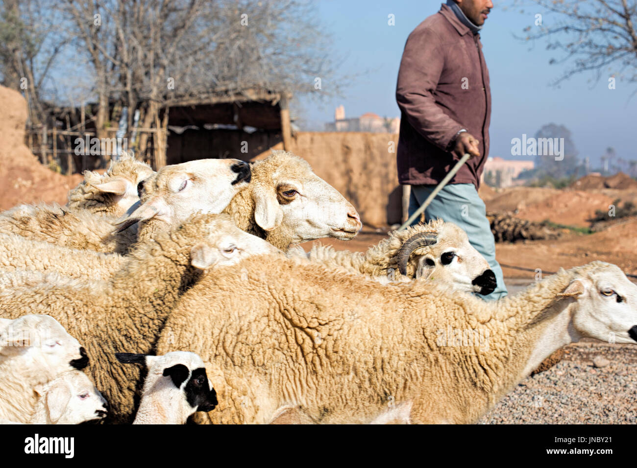 Sheep herd with shepherd, Morocco, Atlas mountains Stock Photo - Alamy