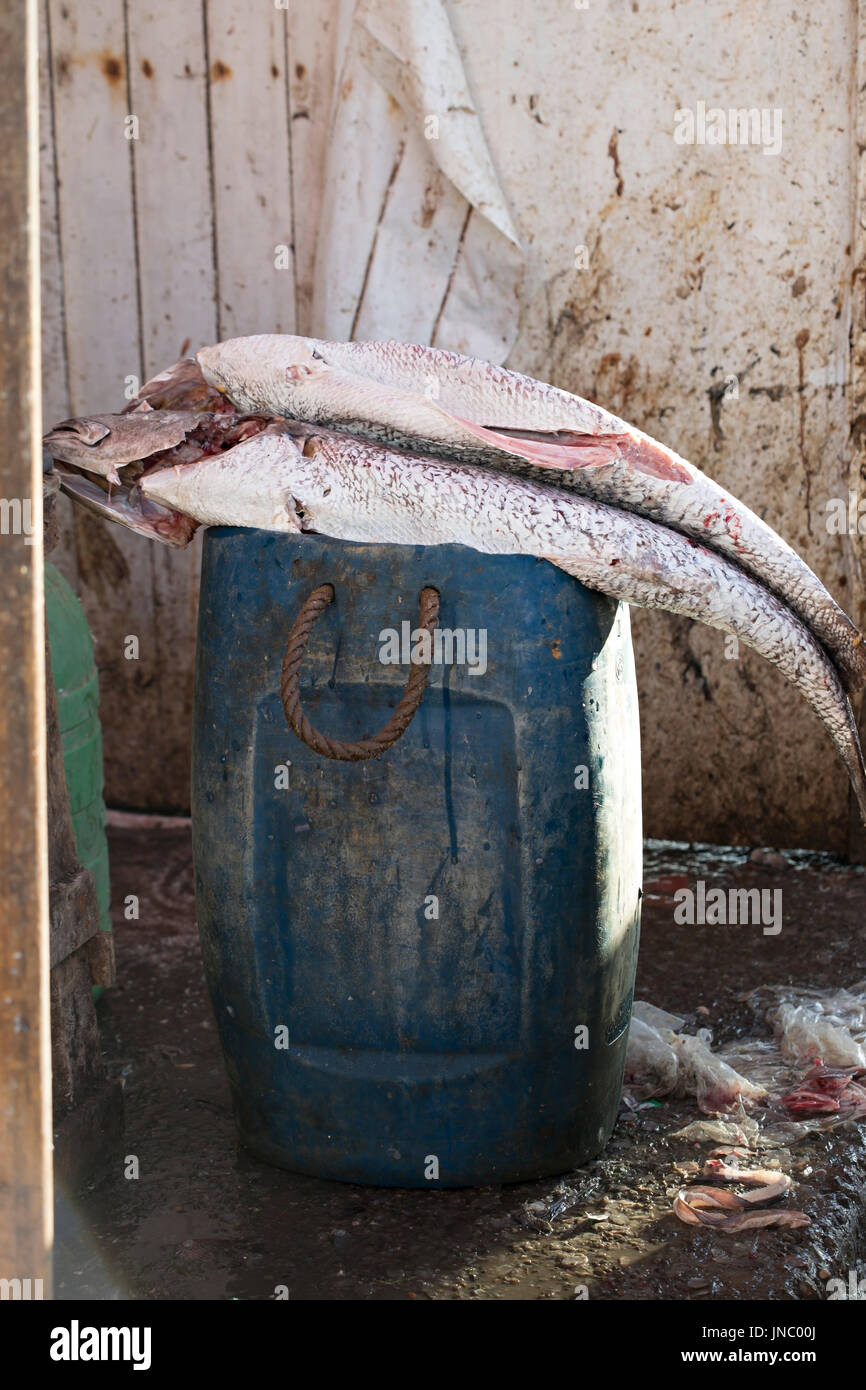 Two fish lying on each other on plastic barrel in Moroccan fishing ...
