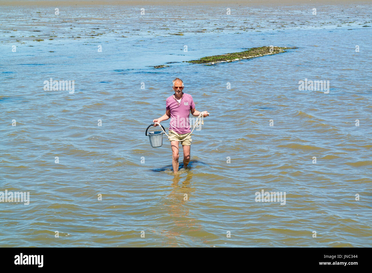 Senior man wading in shallow water at low tide with bucket of collected ...